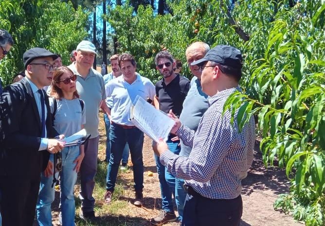 China avanza en la auditoría sanitaria y el SENASA asegura que la fruta ...